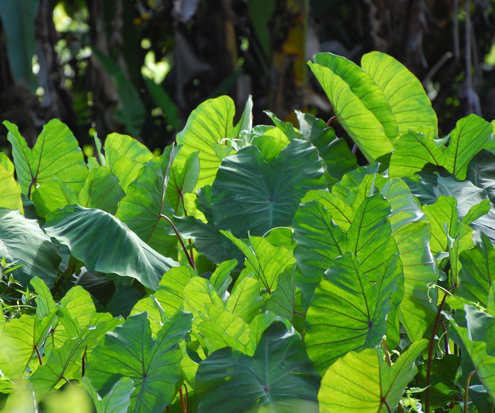 Monkey Puzzle Blog: Taro Plantation