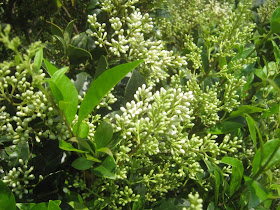 Cheyenne Privet Ligustrum Vulgare Free Télécharger | Unique PhotoPNG