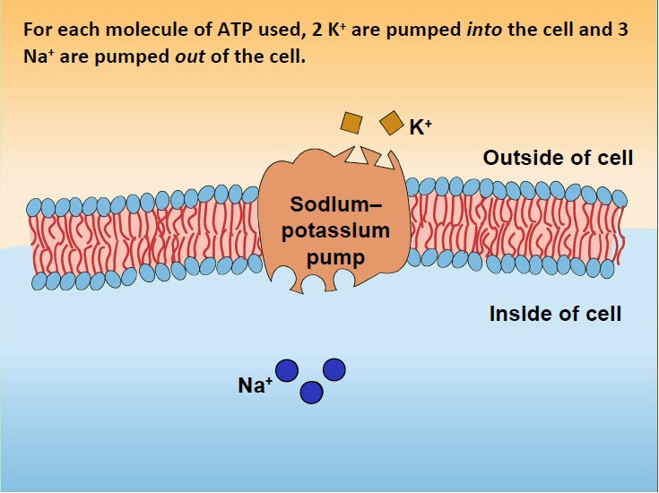 - Phosphorylationcauses the protein to change its conformation.