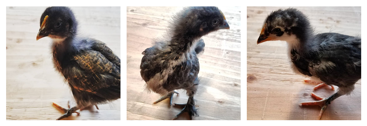 Off-Grid Home Sweet Home: Dominant Copper...