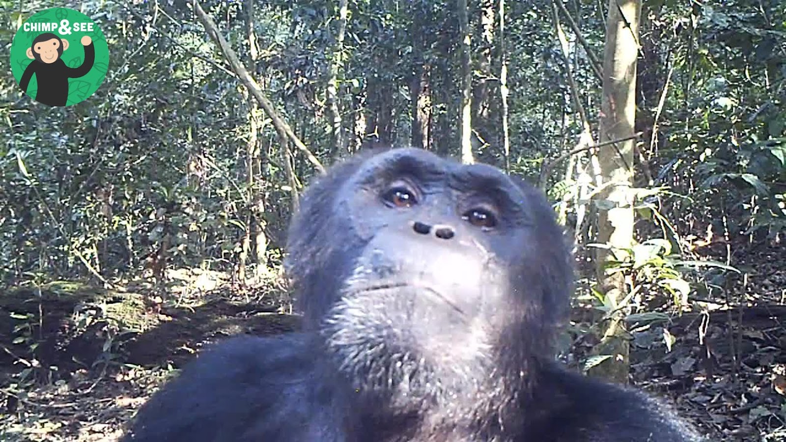 The CHIMP & SEE Blog: almost at 3 million classifications!