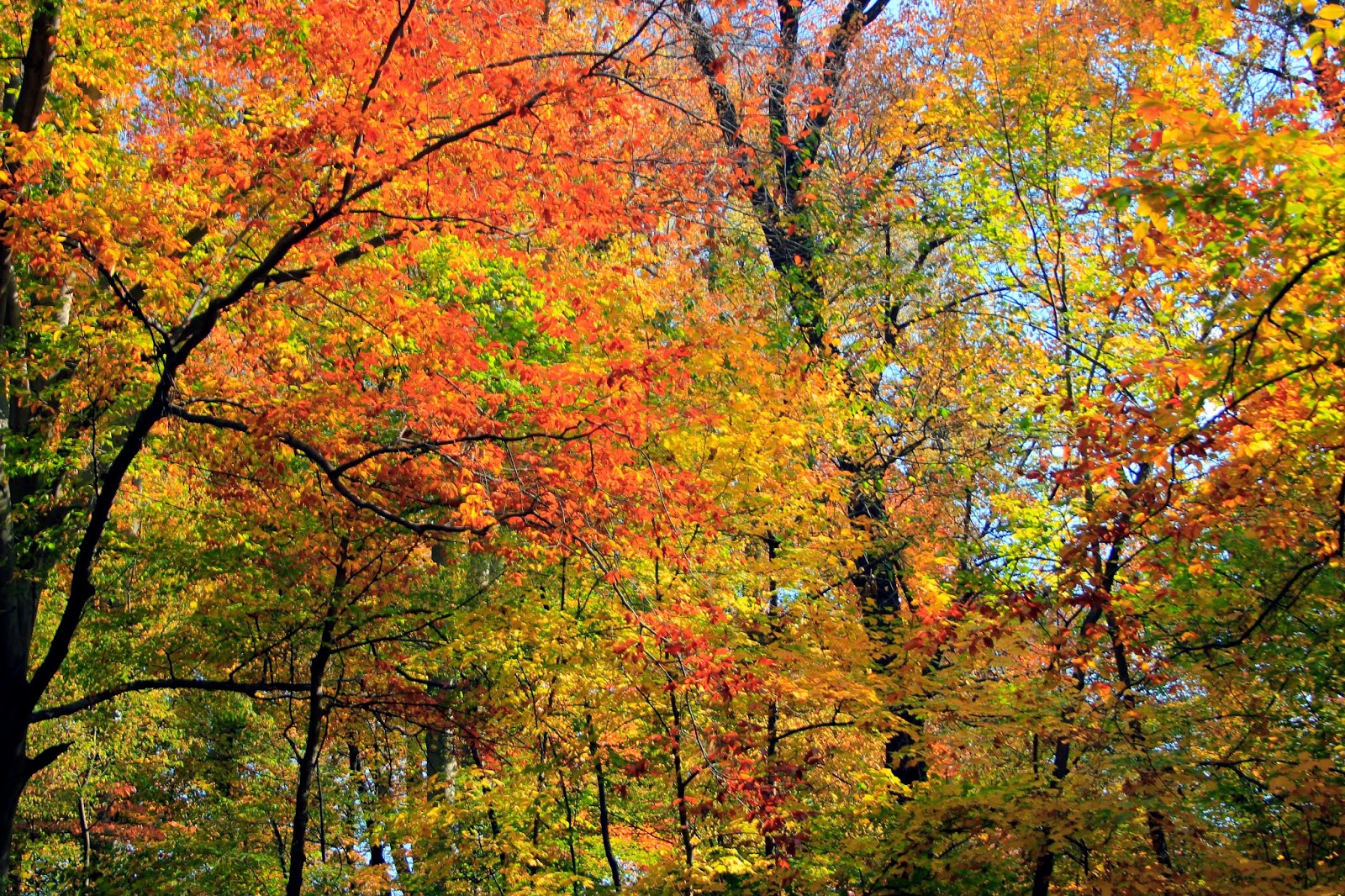 A Photographer's Life: Fall Color in Cherokee Park----Louisville, Kentucky