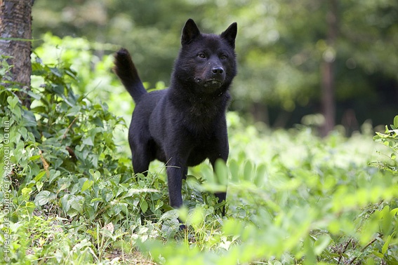 Cães & Cães: Kai Inu - 01