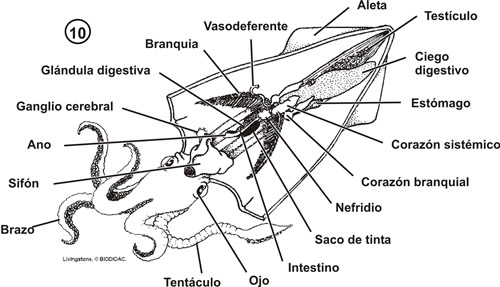 Moluscos: Sistema reproductor Y Embriología