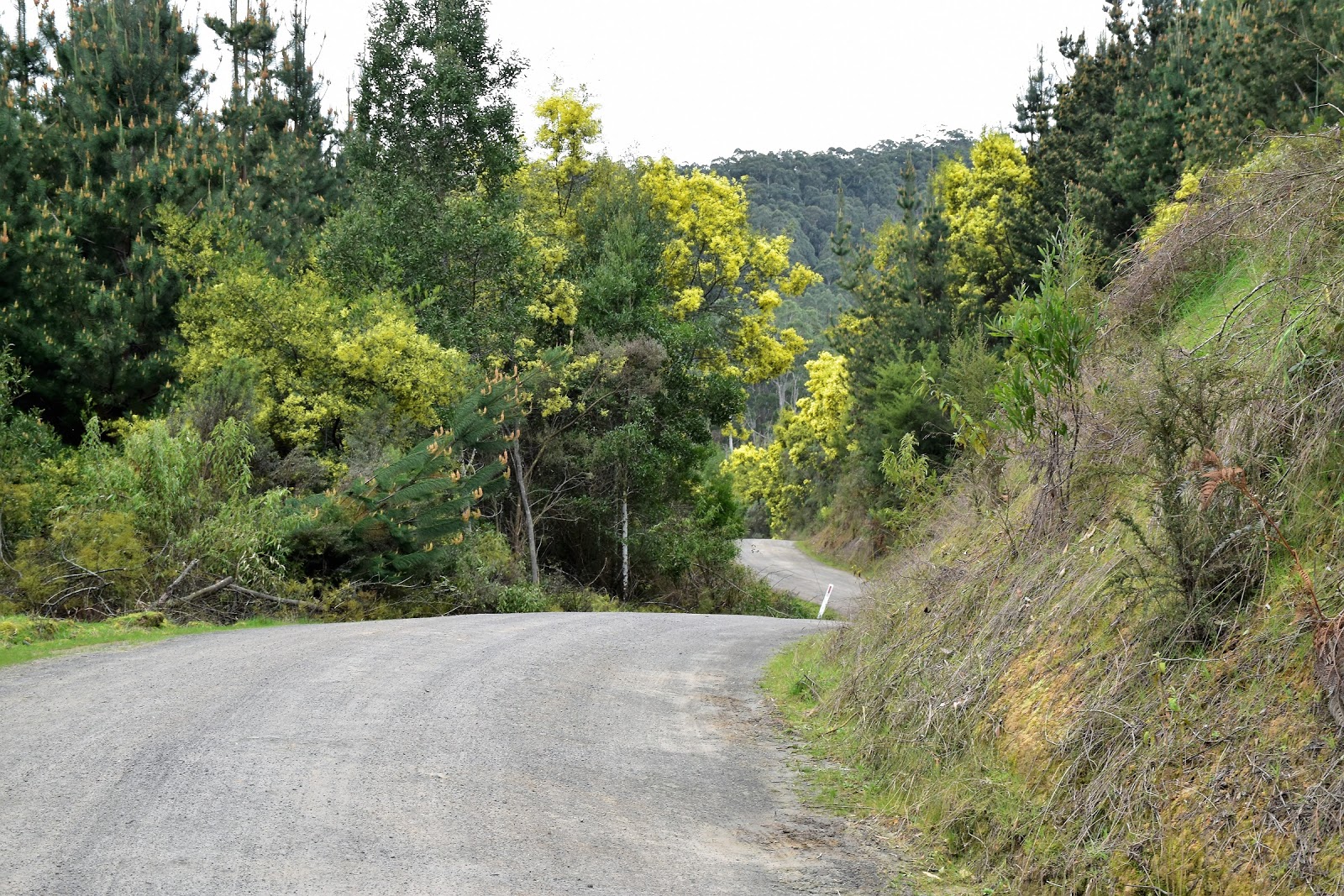 Goin' Feral One Day At A Time: Stevensons Falls, Otway Forest Park ...