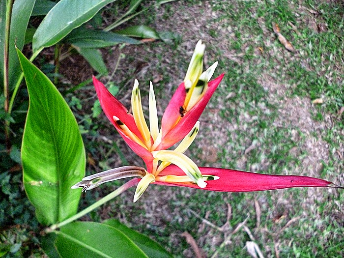Red Parrot Heliconiya-Heliconia psittacorum-Gira Mal | SL Flora