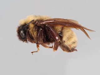 Всё о бегониях и не только...: "Мохнатый шмель – на душистый хмель..."