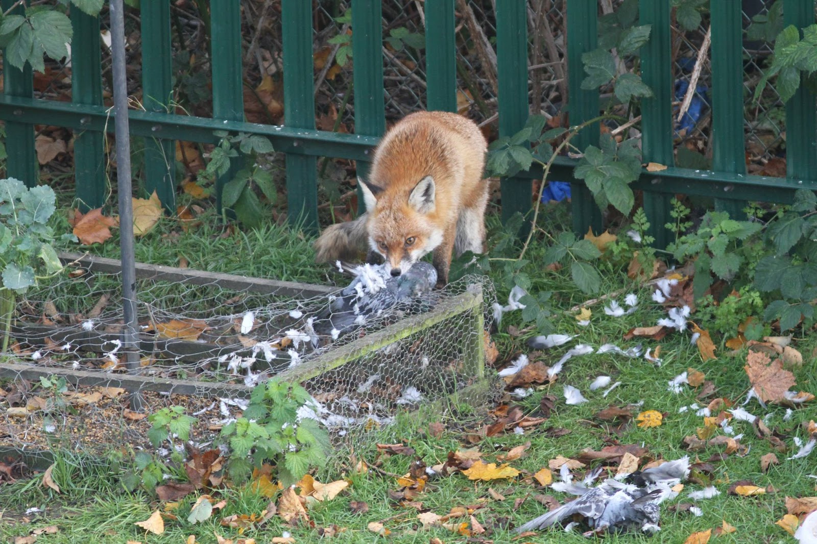 Non-Stop Birding: Fox feeder