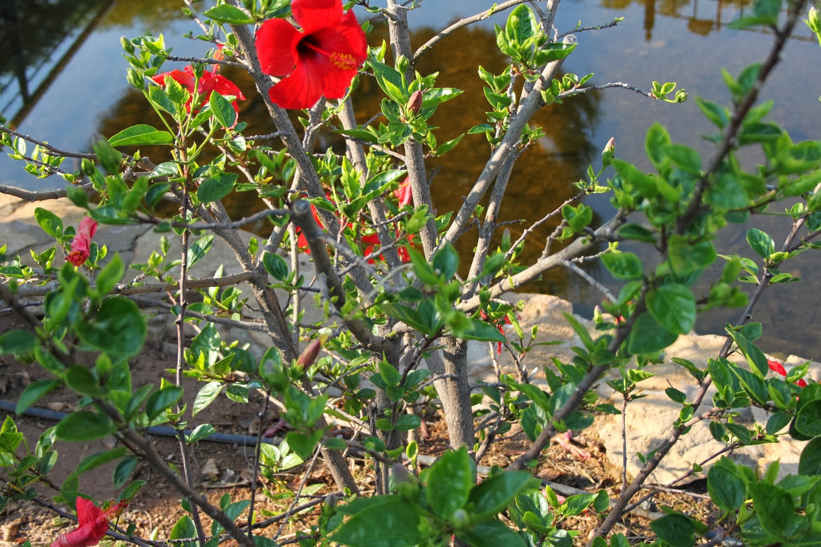 HIBISCUS ROSA-SINENSIS. rosa de china.