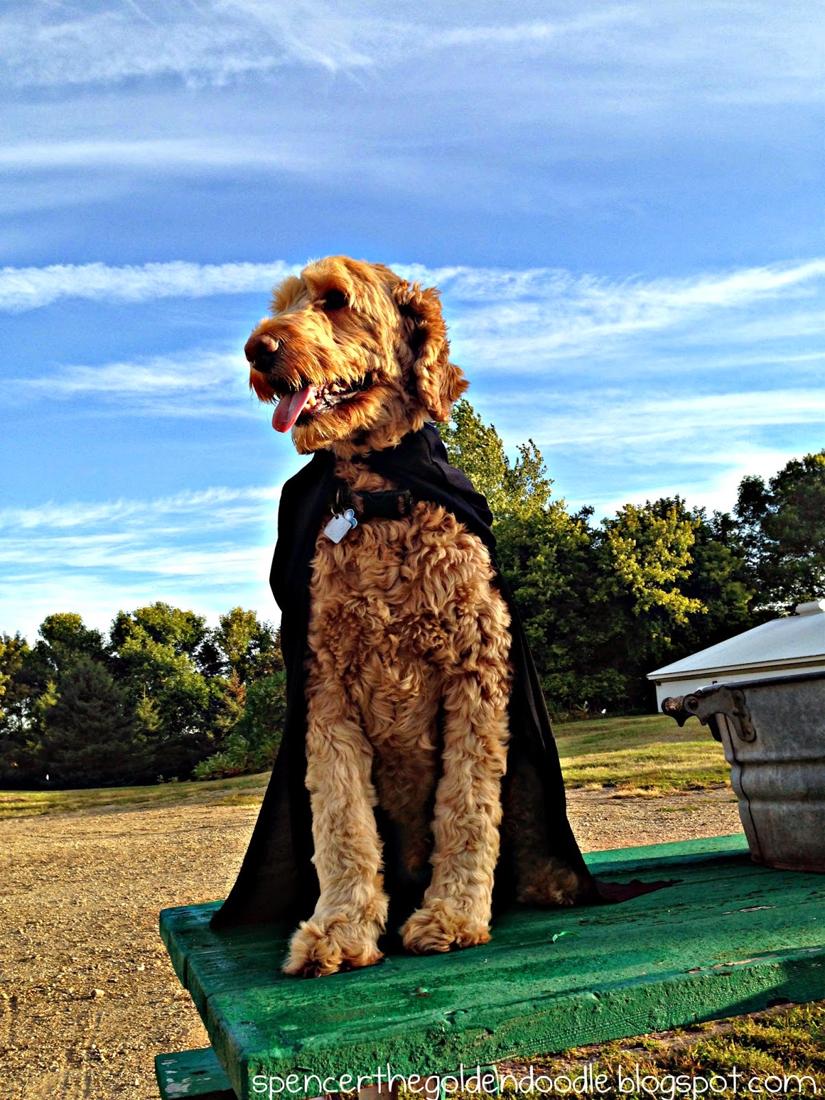 Spencer the Goldendoodle: Mischief Monday: Comic Con