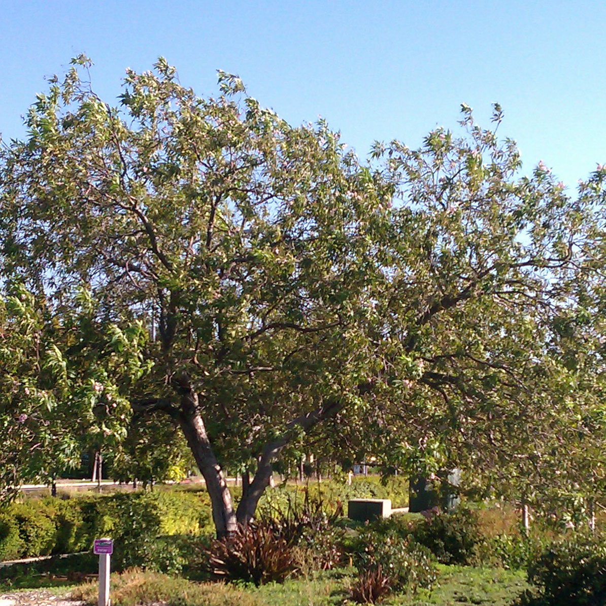 Eden By The Bay: Street Trees Through the Seasons - Desert Willow