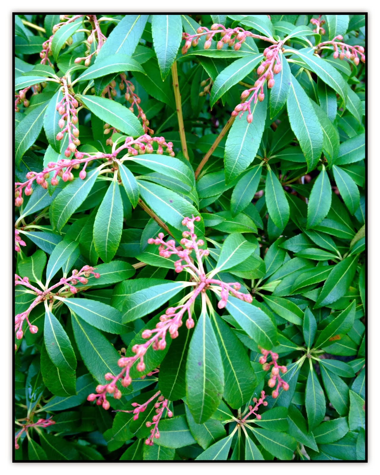 Blomsterland: Pieris japonica