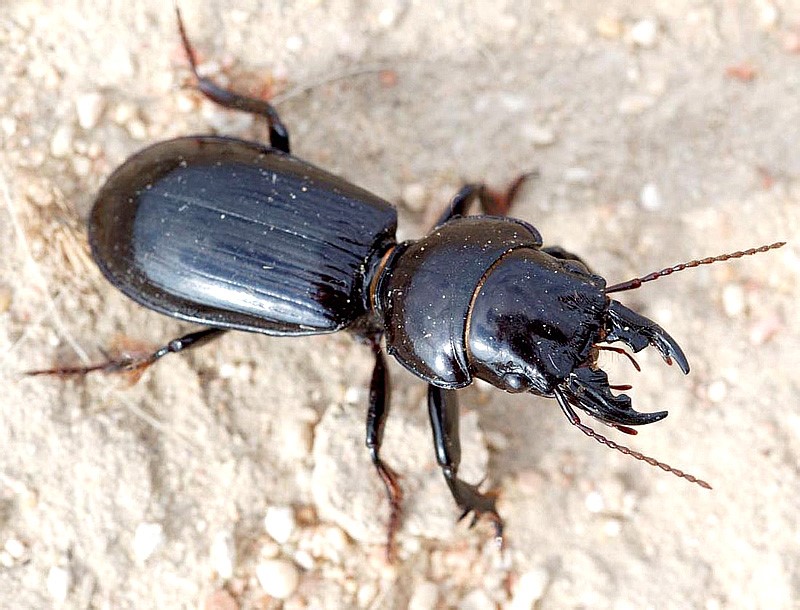 FAUNA-CERCANA: 9 - Algunos INSECTOS terrestres frecuentes en la región ...