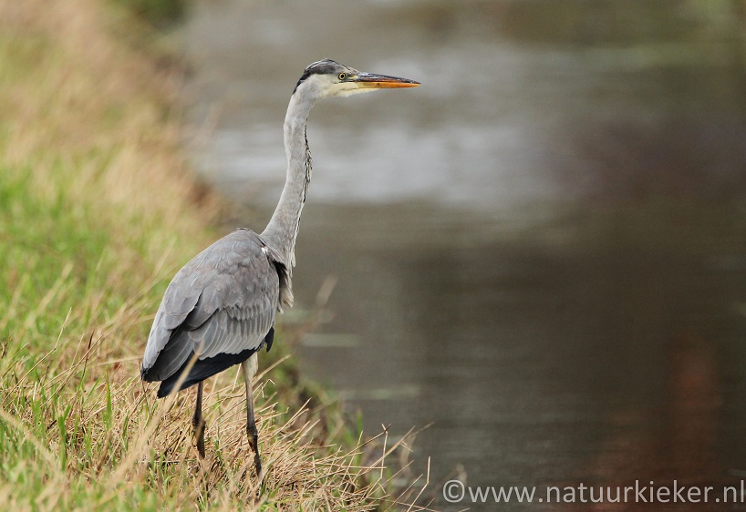 Blauwe reiger en Zilverreiger vredig naast elkaar
