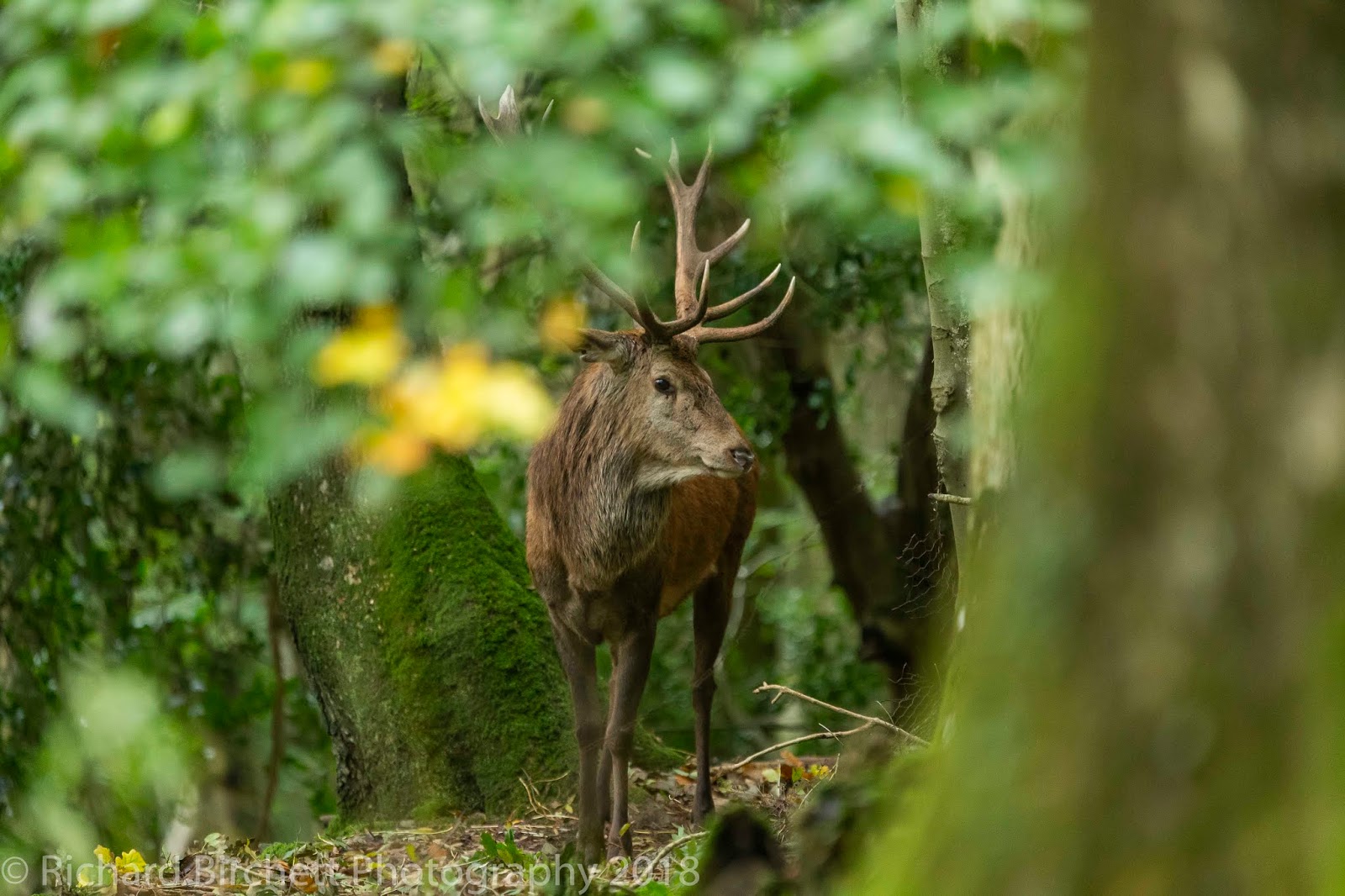Wildlife in Cornwall