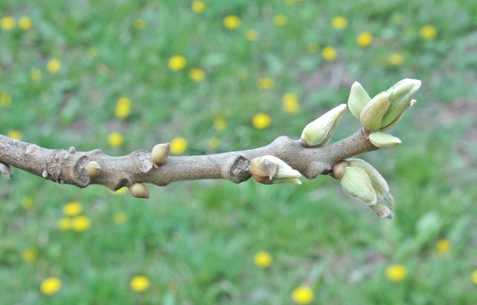 Northern Pecans: Warm night temperatures advance pecan bud break