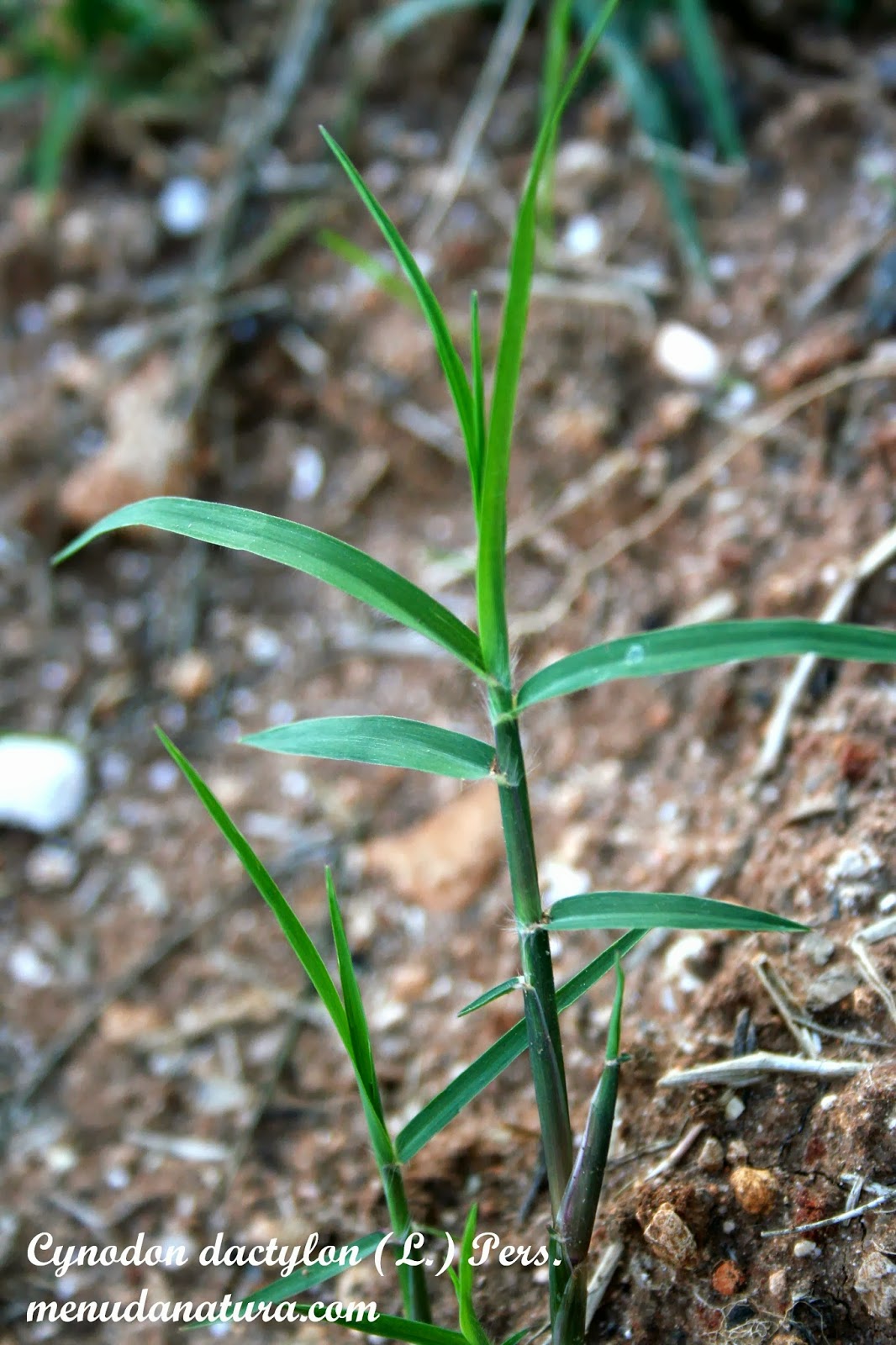 Menuda Natura: Cynodon dactylon (L.) Pers.