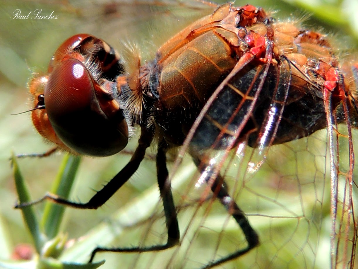 Naturaleza Viva : Libélula roja (Sympetrum sanguineum)