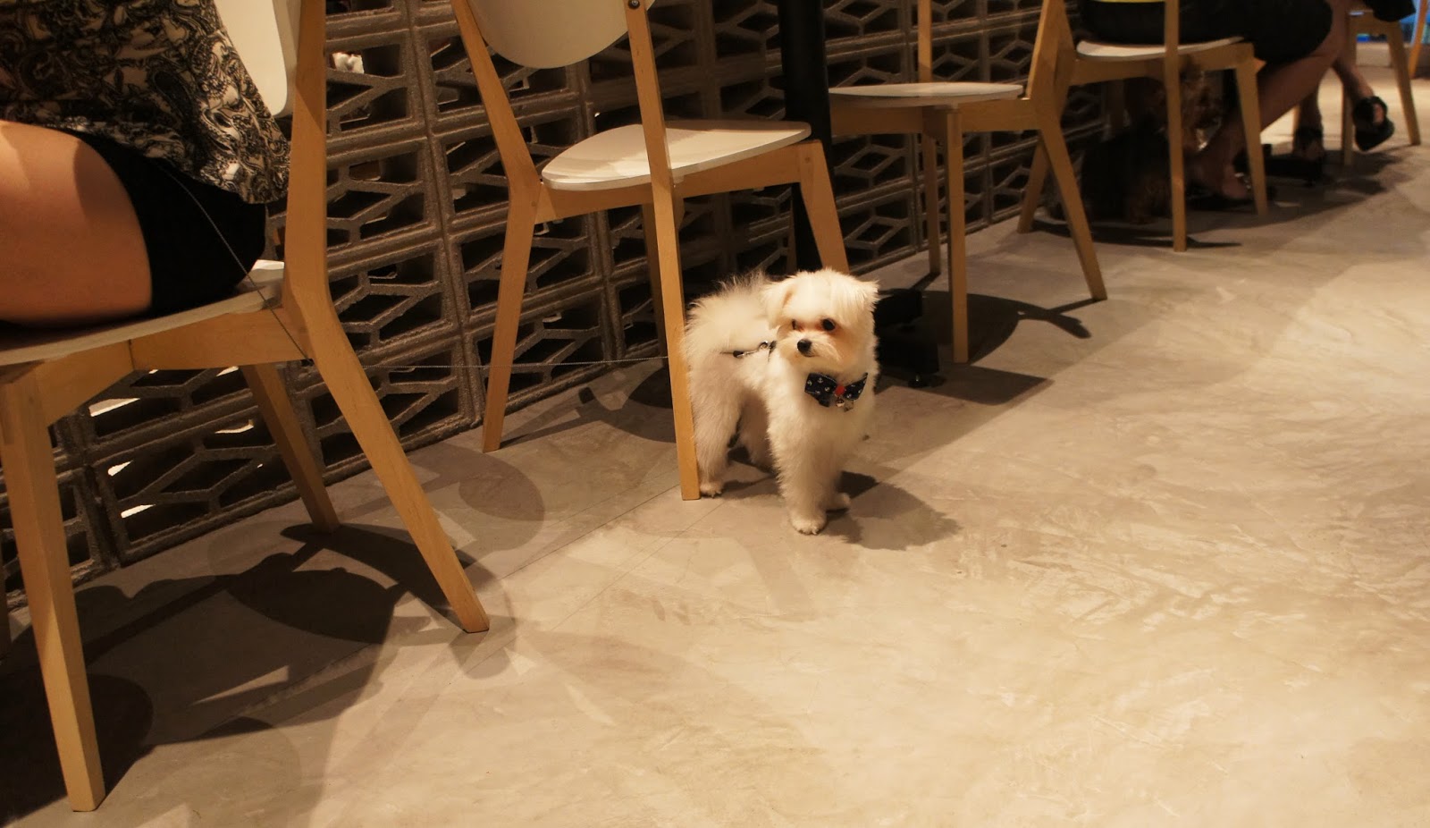 Waiii Sek Meowsss: Bow Wow Cafe @ Bandar Puchong Jaya