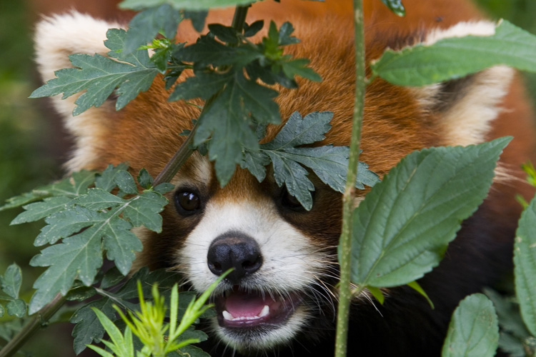 Incrível Terra: Ailurus fulgens, o panda vermelho