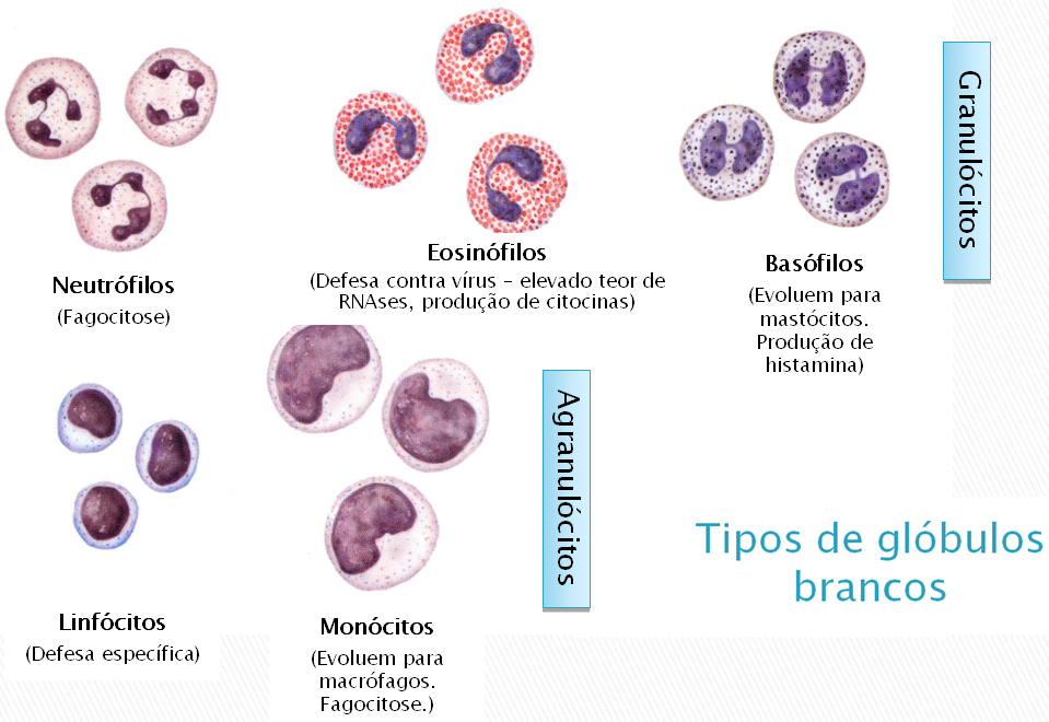Consultoria de Enfermagem Mendes & Hernandez: Doenças do Sangue e os ...
