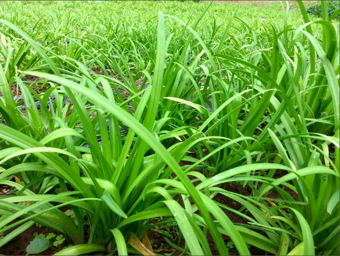 Manipurian: Wild but Edible Plants of Manipur