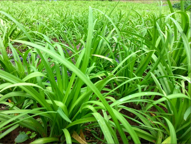 Manipurian: Wild but Edible Plants of Manipur