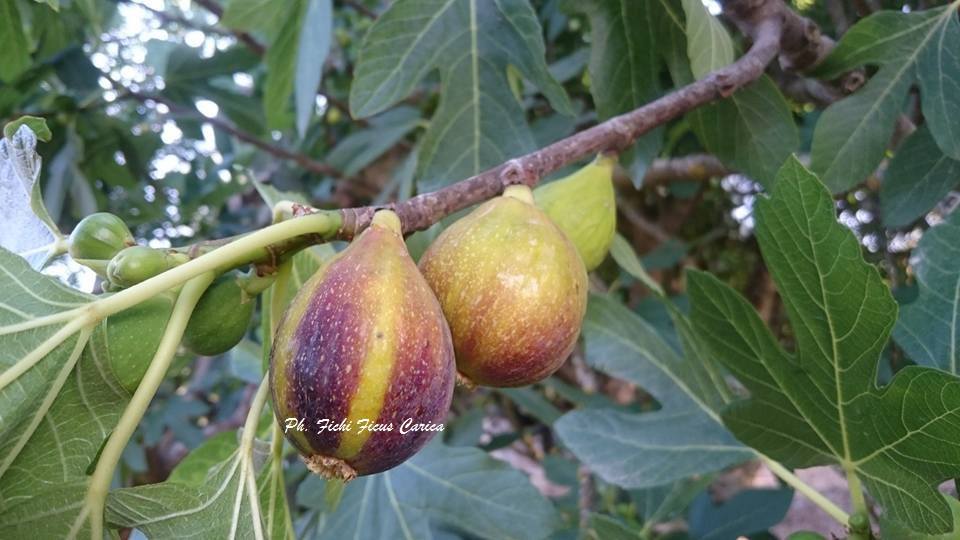 Seattle Garden & Fruit Adventures: The allure of Striped figs