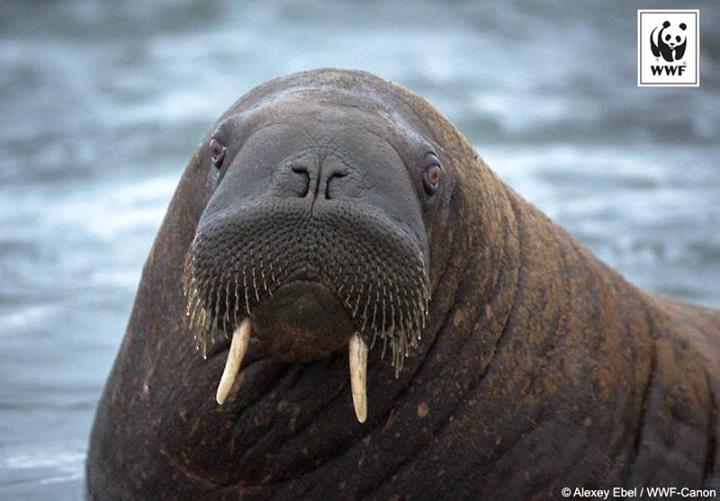 Wildlife Photos: Walruses at Along the shores of Russia’s Laptev Sea