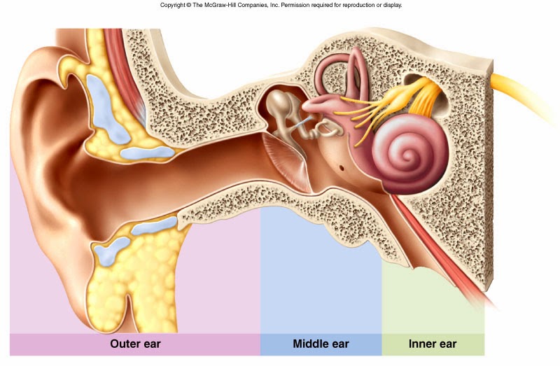 Biology Diagrams Images Pictures Of Human Anatomy And Physiology Biology Diagrams Images Pictures Of Human Anatomy And Physiology