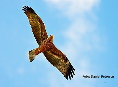 Jurnalul Venatorilor: Gaia, pasărea zeiță