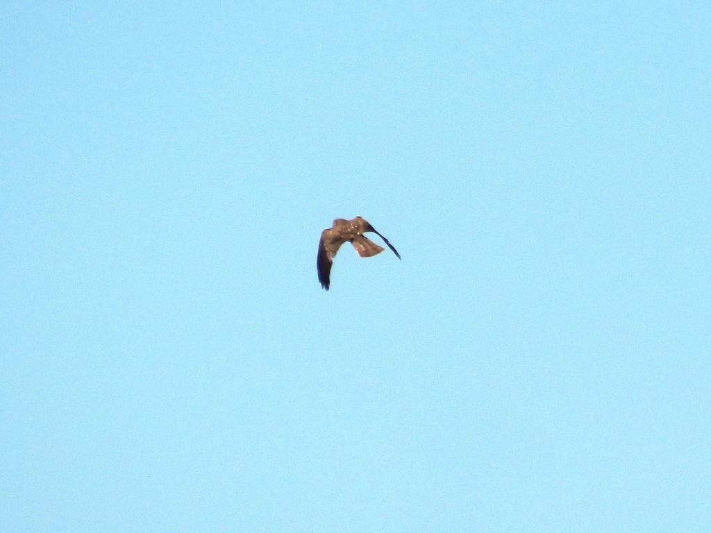 AVES DE ANDALUCÍA: Gavilán Común