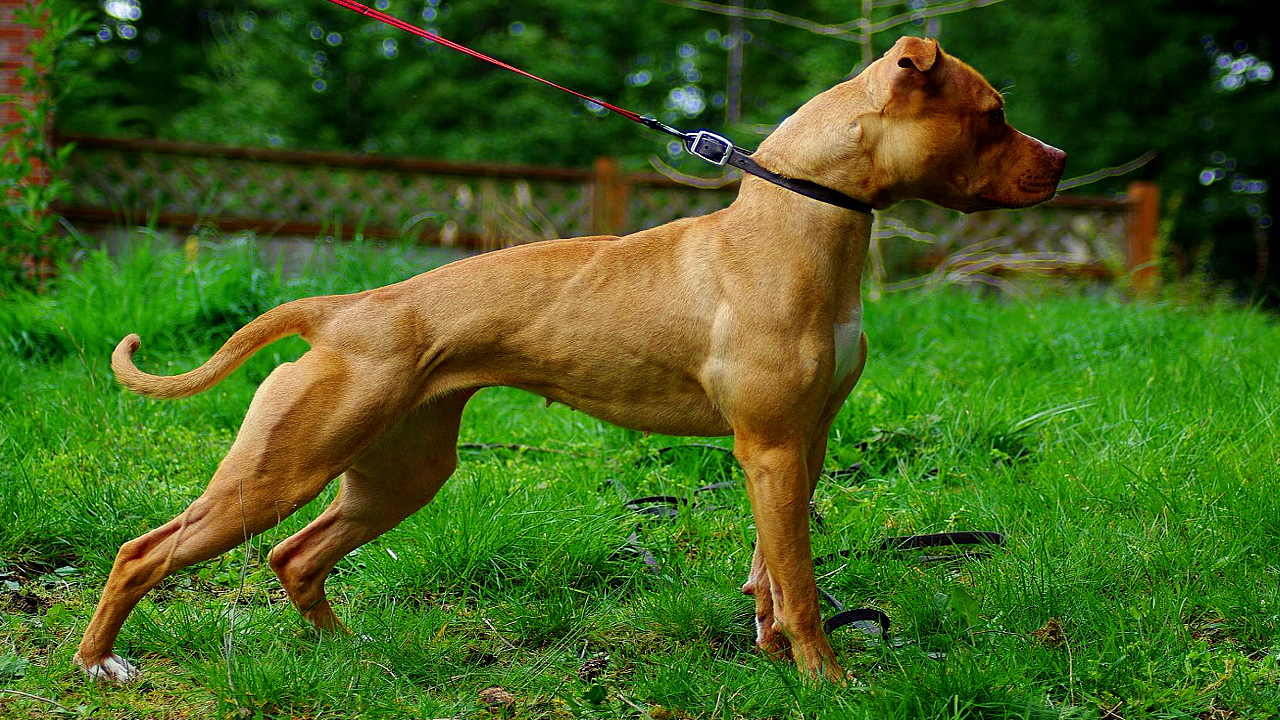 EADD TV / VIDEO CHANNEL: EL AMERICAN PITBULL TERRIER ( APBT ) VS LAS ...