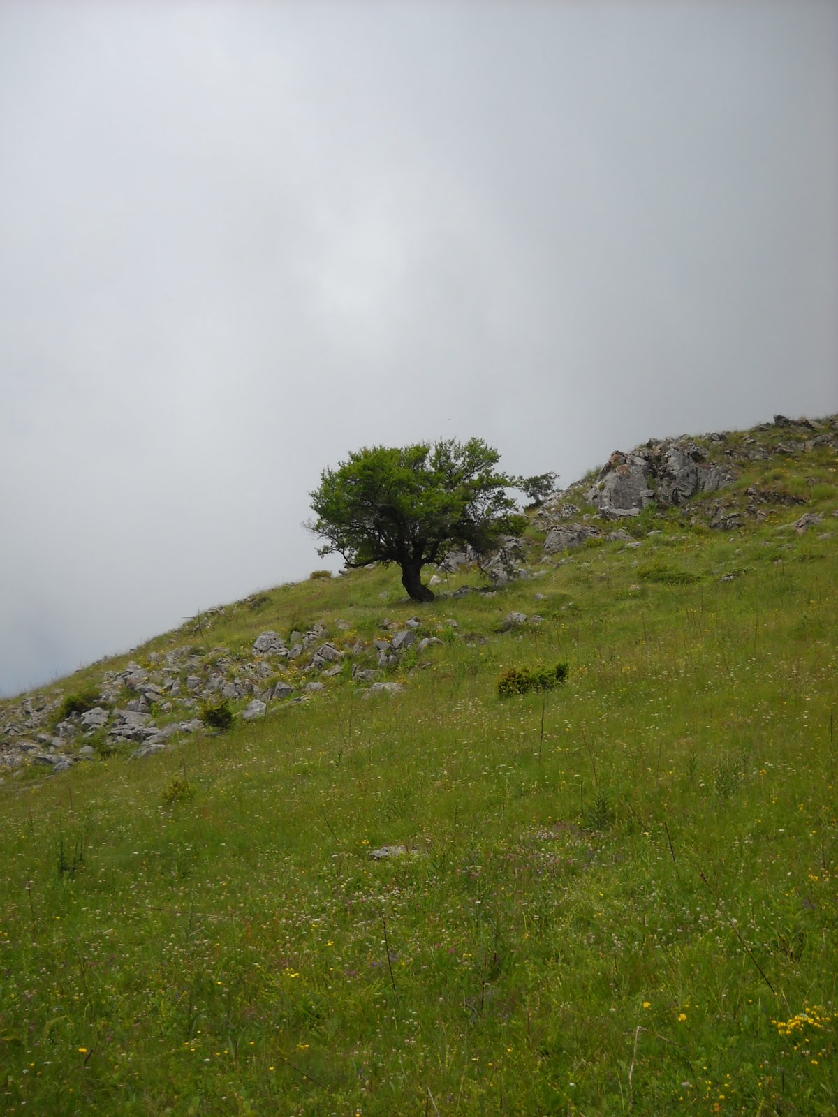 LAZAROPOLE MACEDONIA: LAZAROPOLE - MOUNT BISTRA - JUNE 2011 PHOTOS BY ...