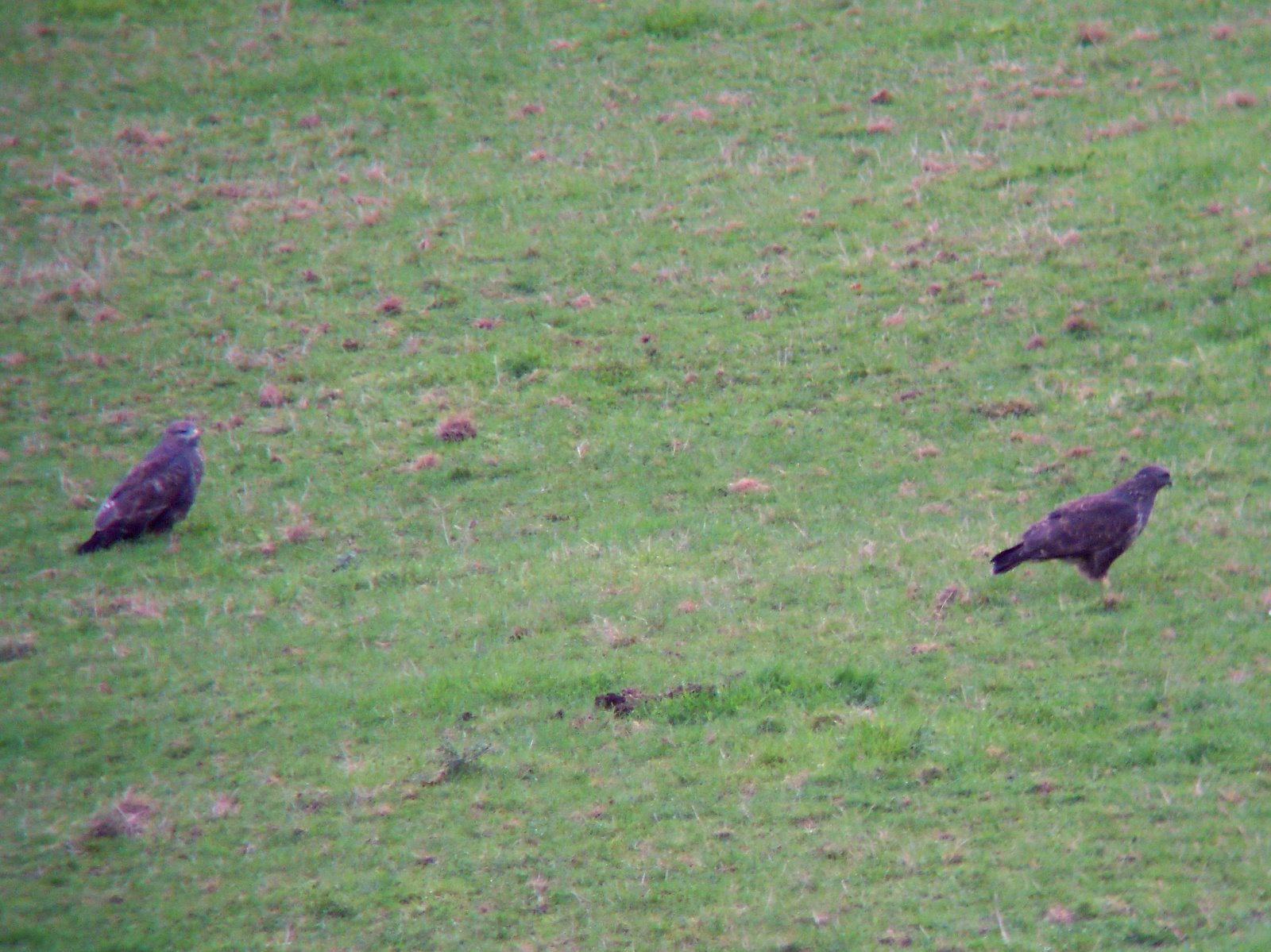 A Cotswold Year: Common Buzzards