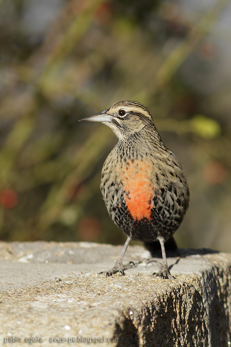 mis fotos de aves: Leistes loyca Loica Long-tailed Meadowlark