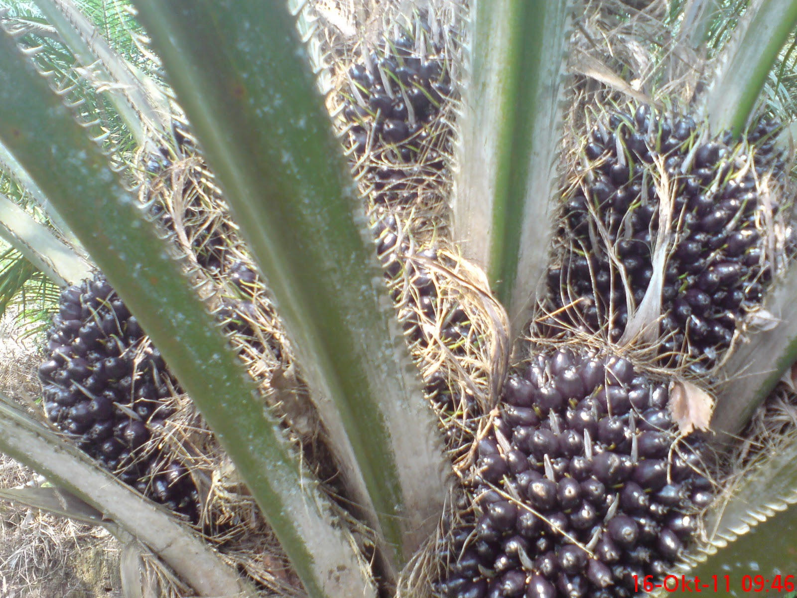 konsultasi sawit: Penyakit Daun Di Pembibitan Kelapa Sawit