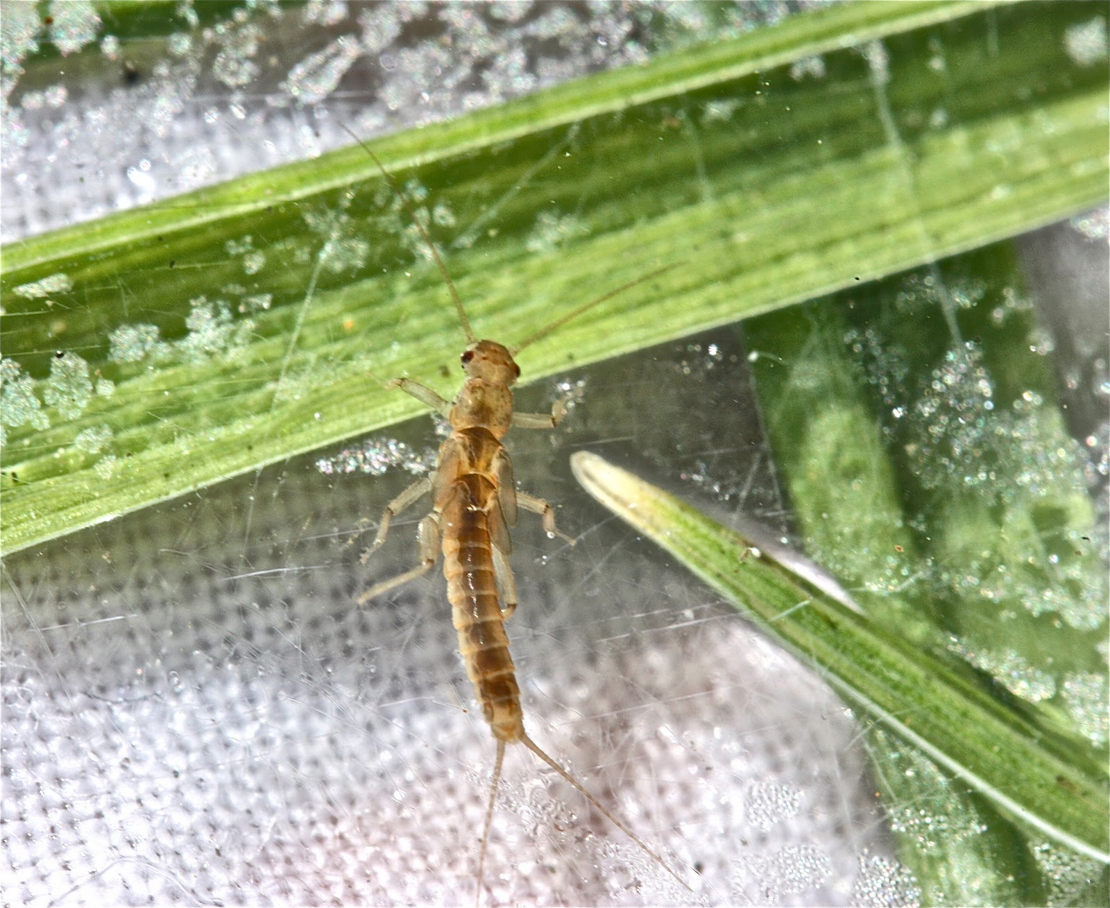 Aquatic Insects of Central Virginia: Another Stonefly Family Returns ...
