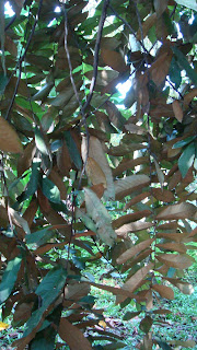 Happy plant: Hopea helferi