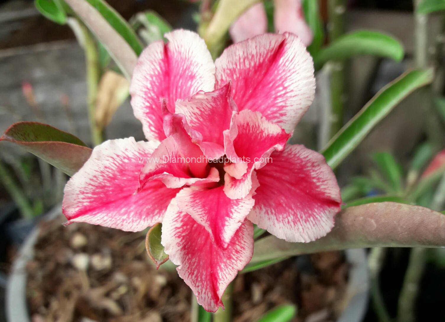 Adenium: New Adenium Catalog 2018-2019