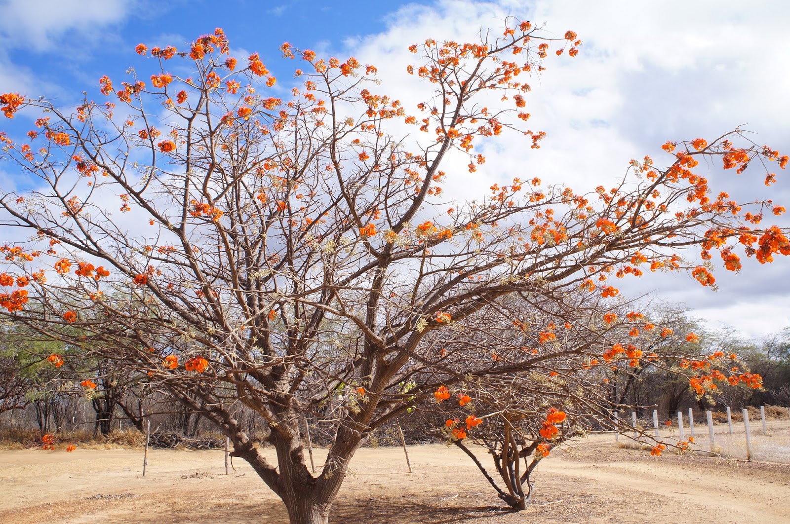 Arvores Nativas Da Caatinga - FDPLEARN