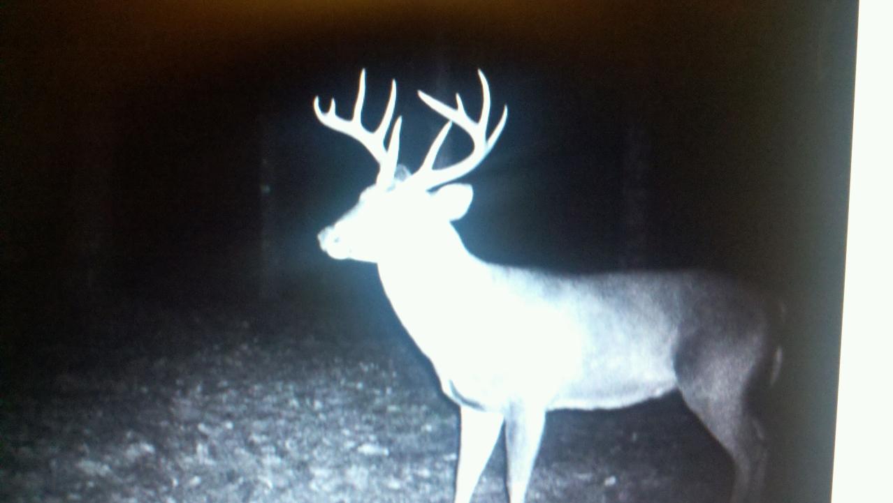 Lowcountry outdoors: 10-point buck harvested in O'burg man drive