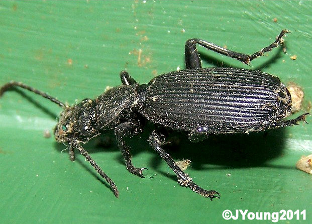 South African Photographs: Beetle identification