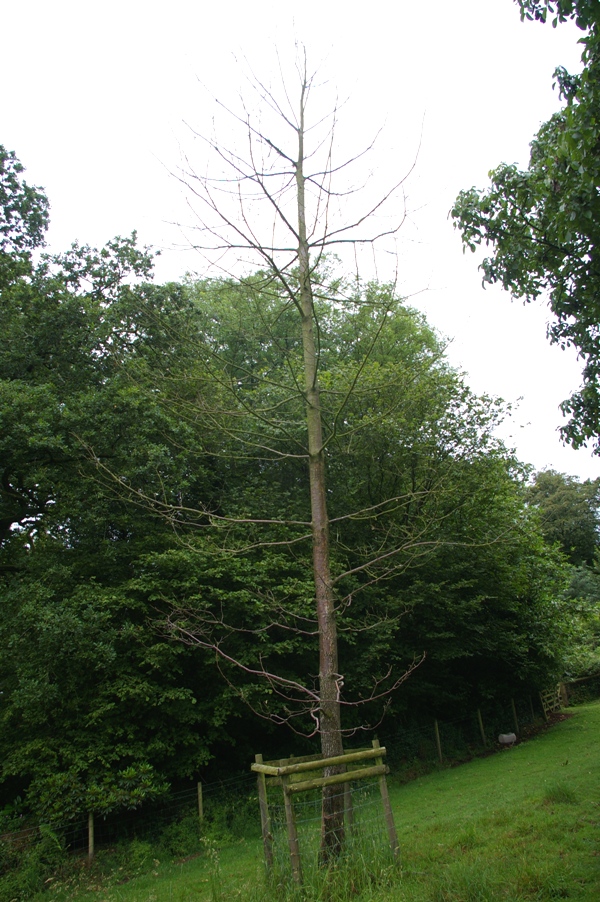 John Grimshaw's Garden Diary: Champion Trees of Britain and Ireland