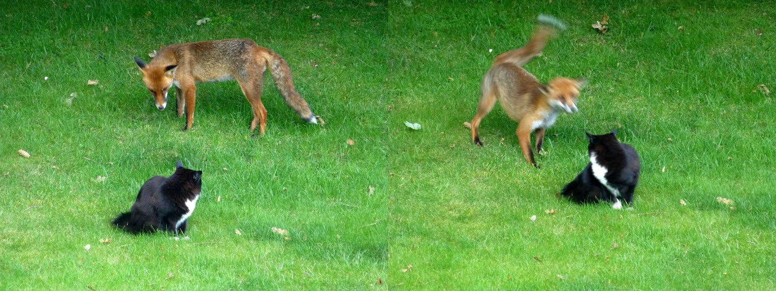 Image Artistry: The Fox and The Cat