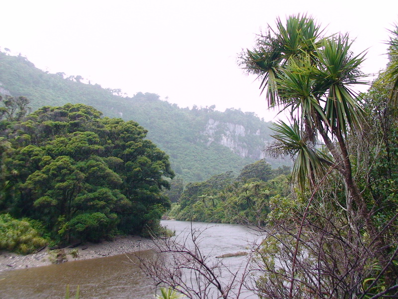 A Wandering Naturalist: New Zealand: Fascinating Fernery