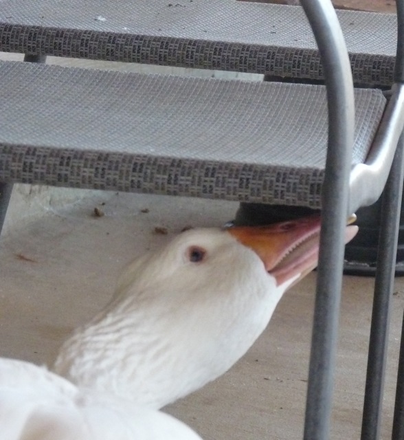 Farm Natters: The Usual Day of Destruction