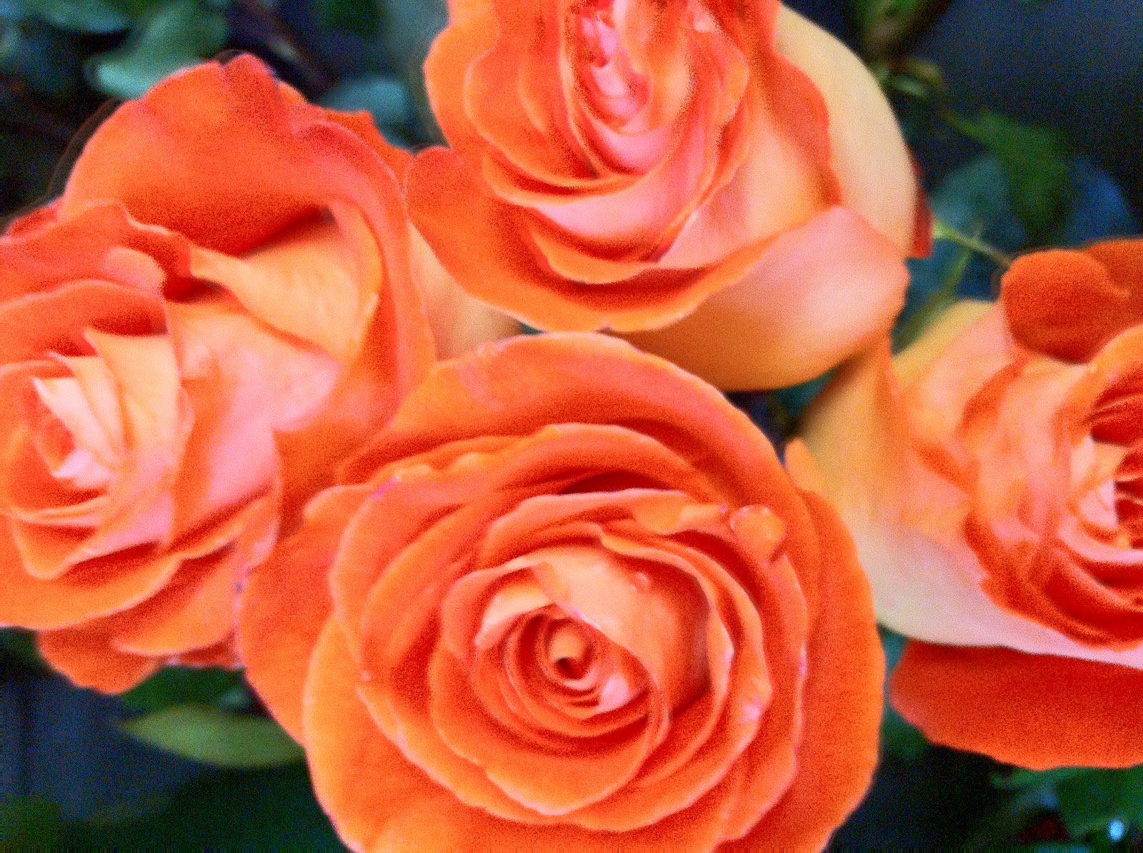 The Enchanted Petal: Lovely is the Rose