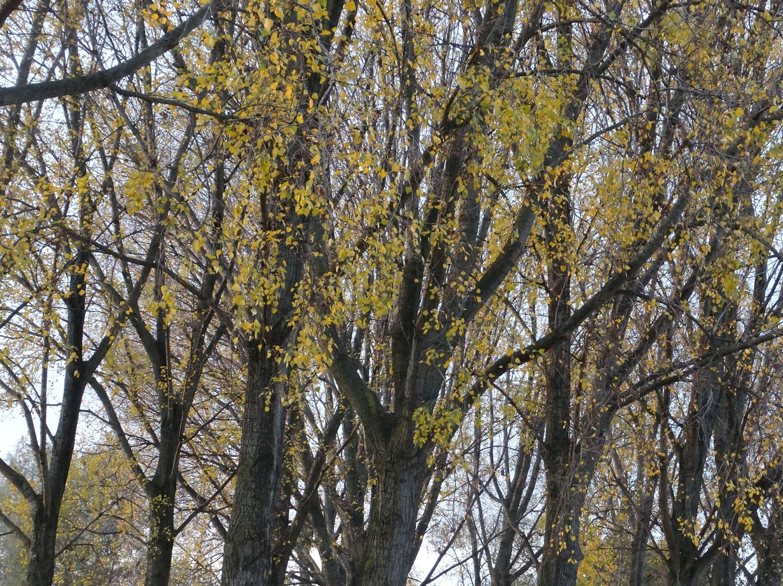 oog voor de natuur: Populieren