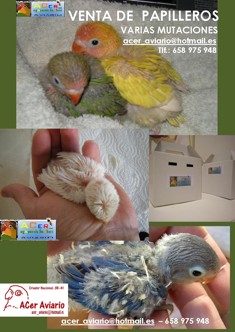 ACer Aviario: Venta de Agapornis Fischer Papilleros